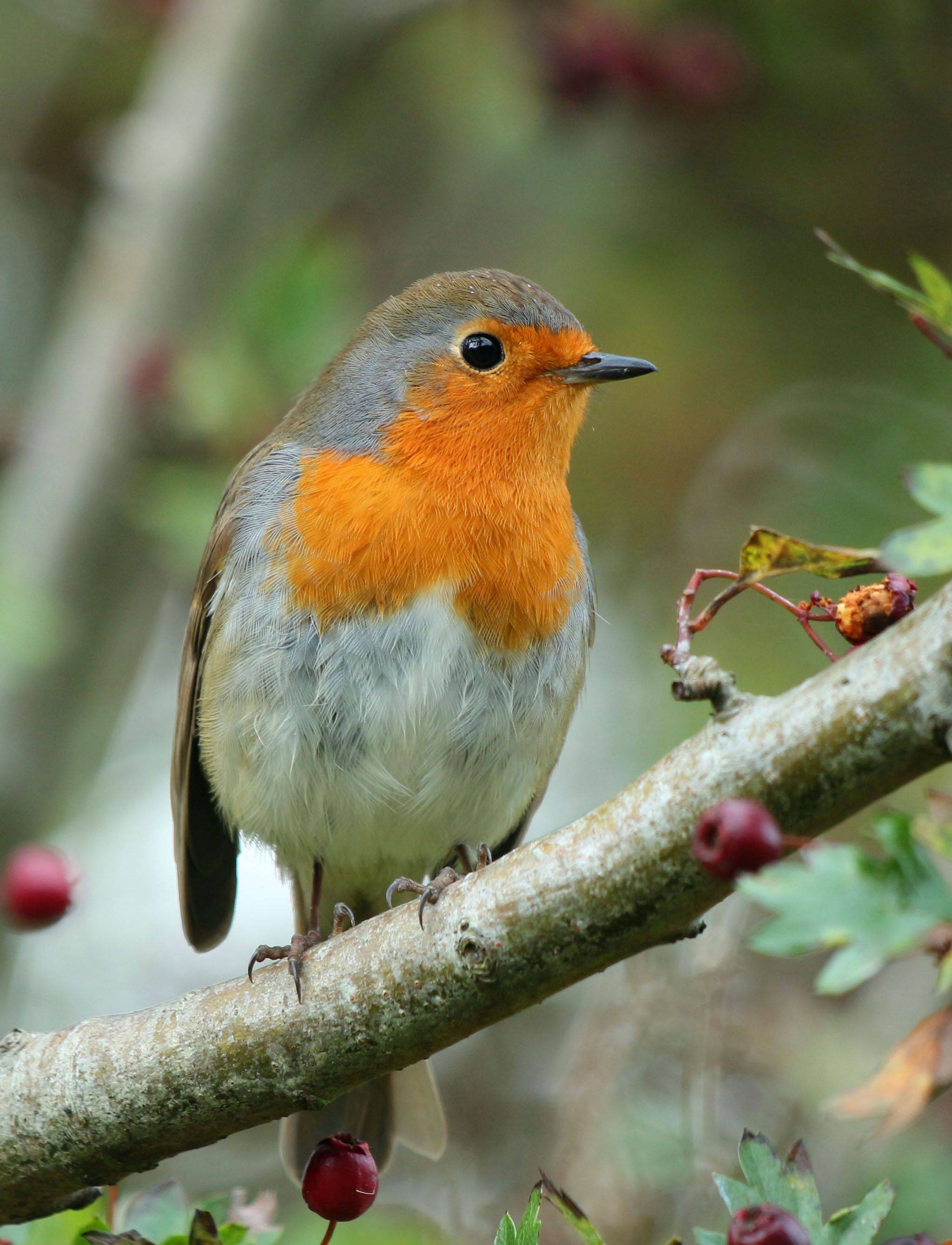 Celbridge Camera Club | Castletown